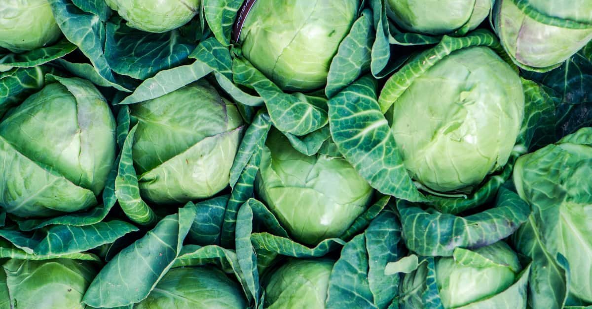 Cabbage: 11 Nutritional Benefits, Surprising Side Effects, And ...