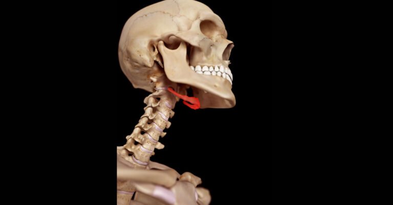 Hyoid Bone: 5 Essential Functions, Conditions, And Disorders - The ...