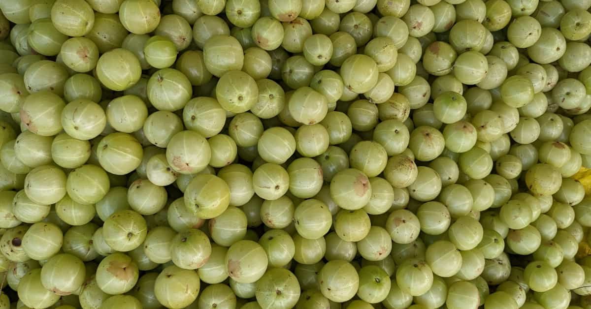 Gooseberry: 9 Impressive Health Benefits - The Relite Health